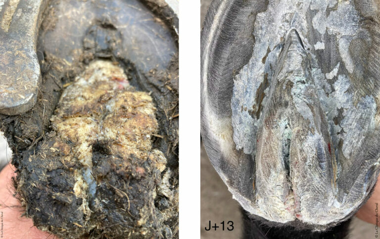 Crapaud du cheval - Pododermatite chronique - La Clinique du Cheval